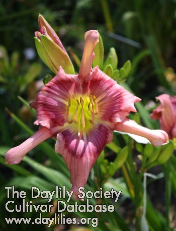 Daylily Nature's Pink Alien – Three Shovels Farm